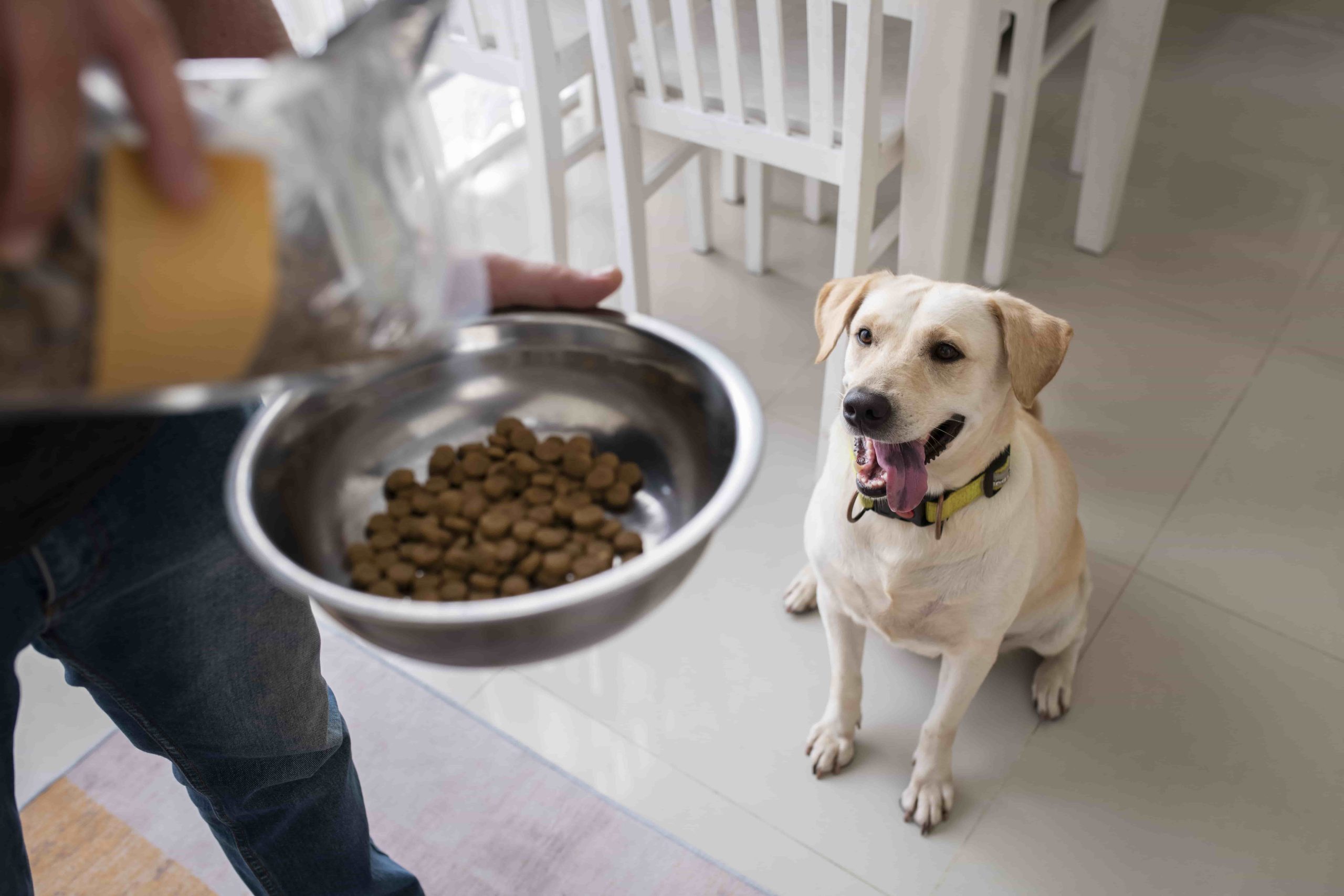 Dog Food and Feeding Schedules: Complete Guide for Healthy Dogs